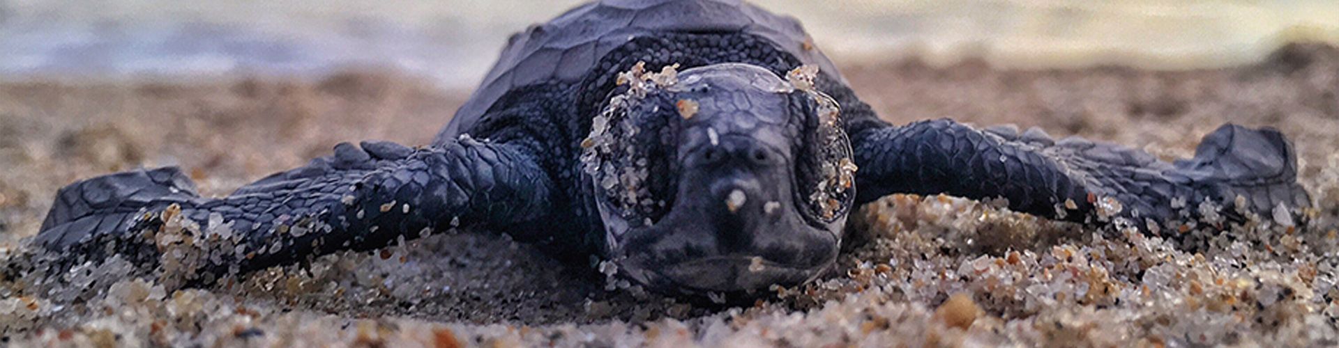 Release marine turtles in Cancun | Le Blanc Spa Resorts®