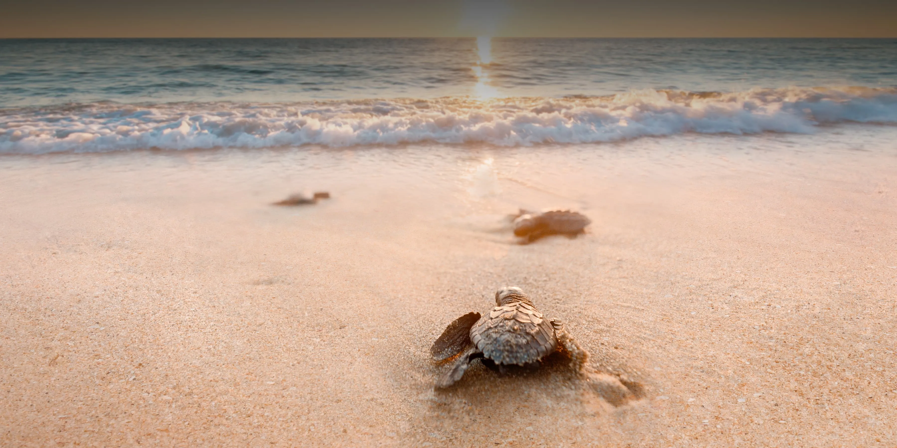 Baby Sea Turtle Baby Sea Turtles Released Into Panama's Pacific Ocean