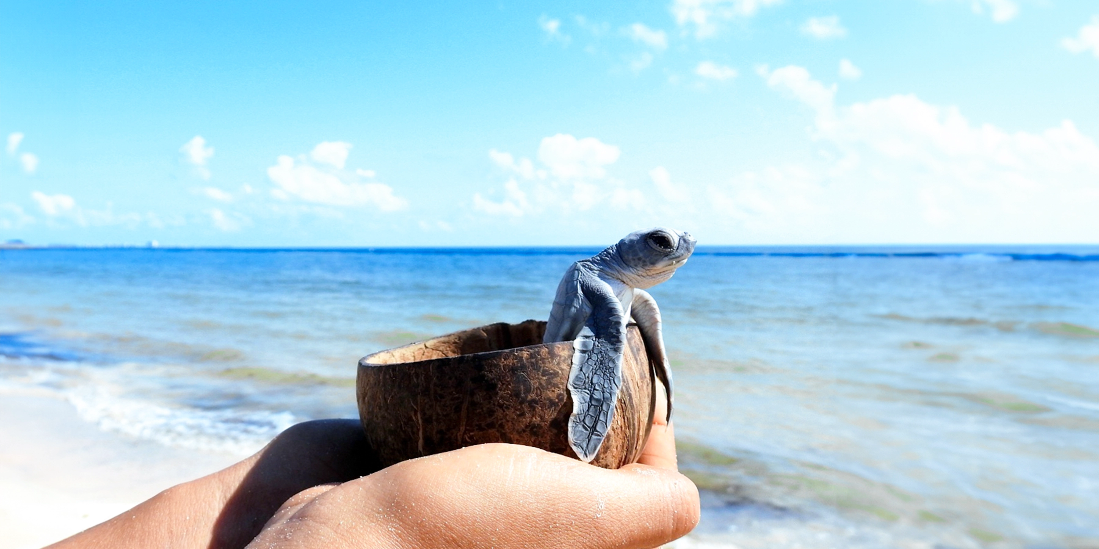 Sea Turtle Protection Program | Le Blanc Spa Resorts
