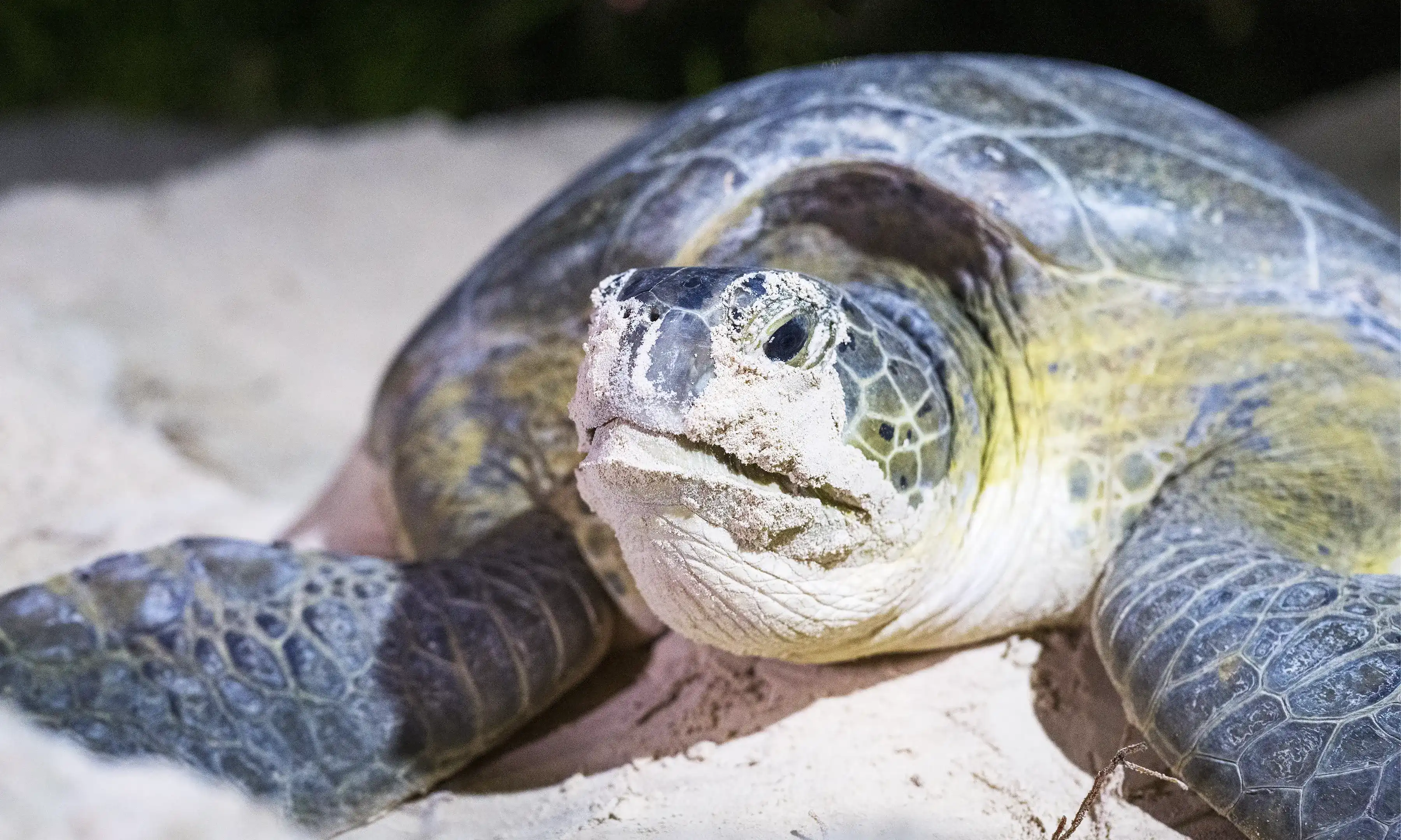 Sea Turtle Protection Program | Le Blanc Spa Resorts