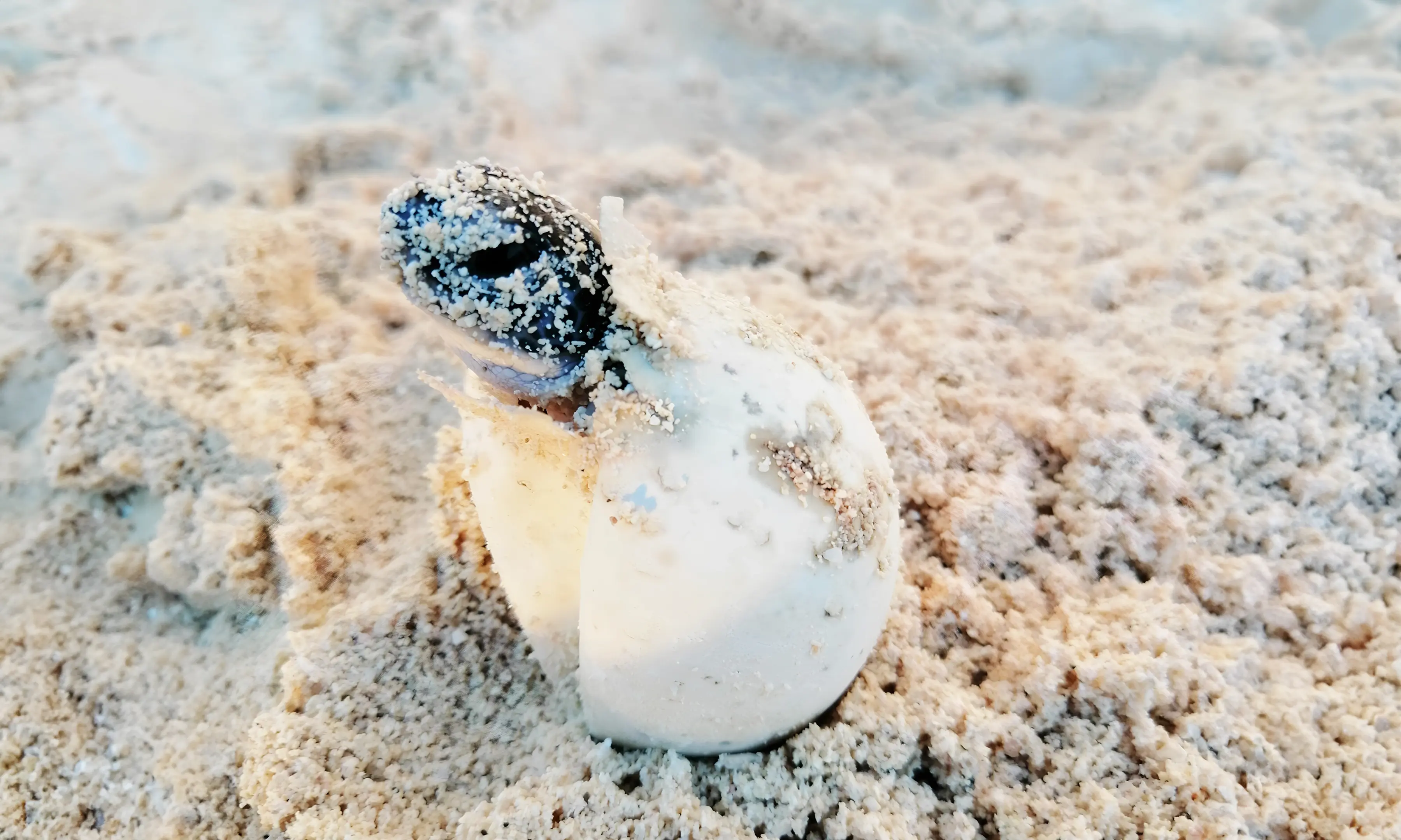 Sea Turtle Protection Program | Le Blanc Spa Resorts